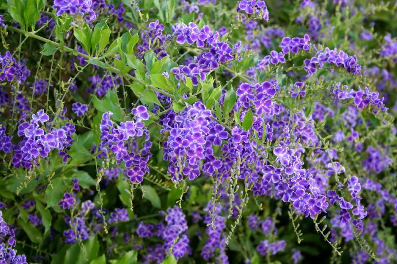 In the Garden: Golden dewdrop is garden beauty queen - SANIBEL-CAPTIVA ...